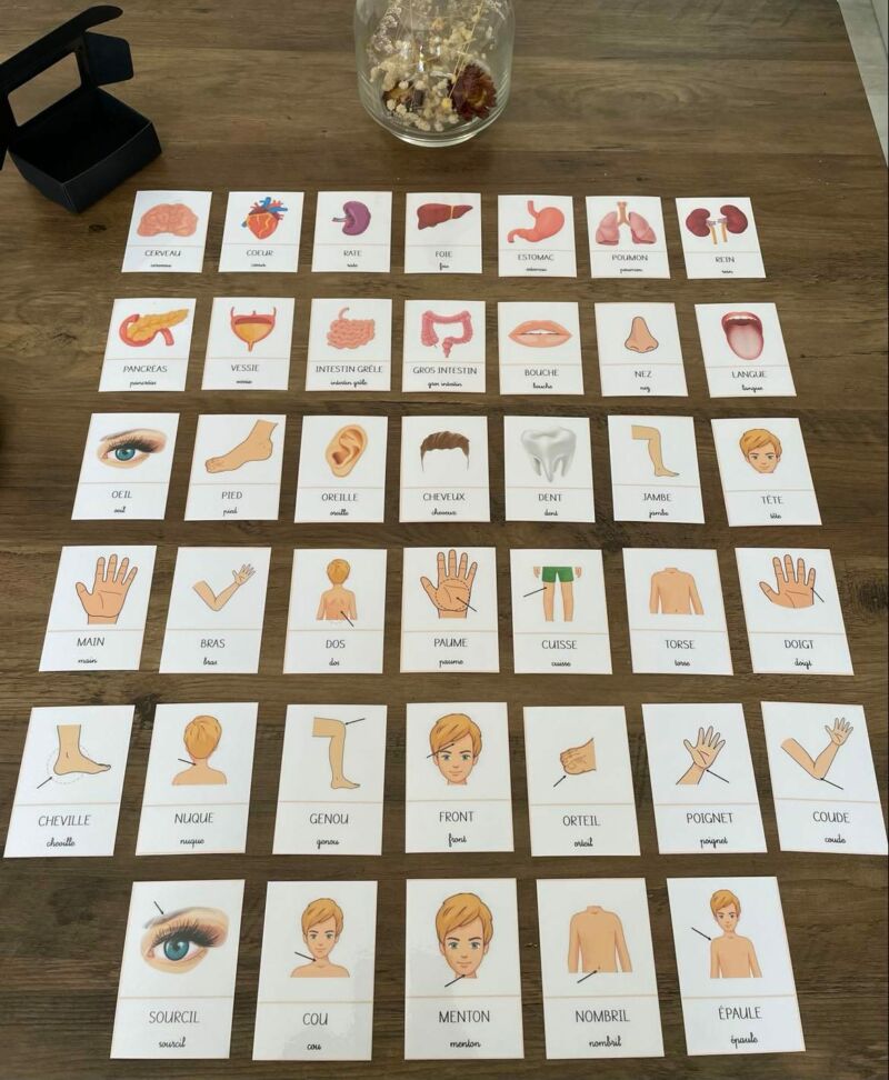 Le corps humain – Apprendre Simplement