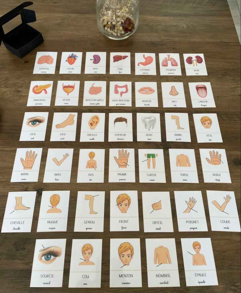 Le corps humain – Apprendre Simplement