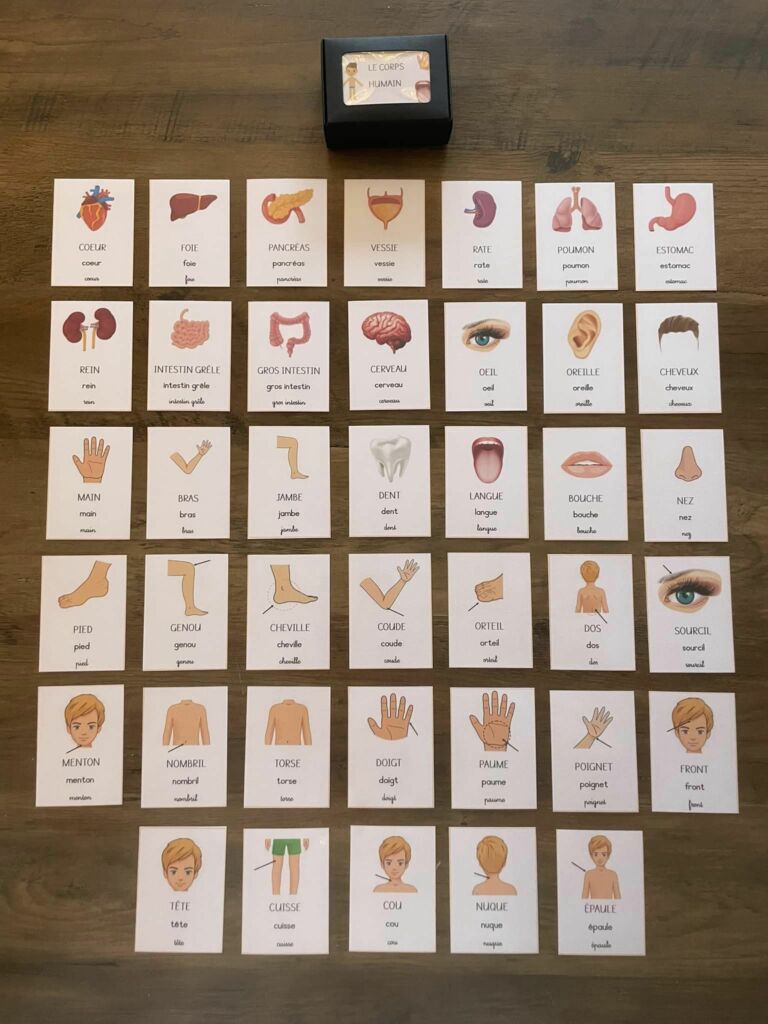 Cartes de nomenclature “Le corps humain” – Apprendre Simplement