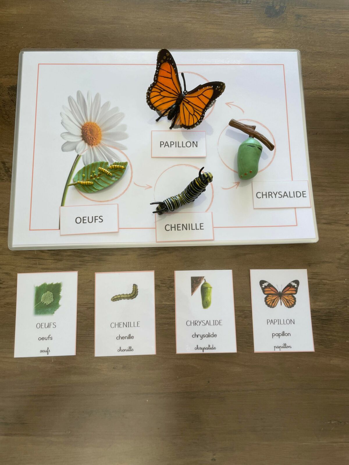 Cycle de vie du papillon – Apprendre Simplement
