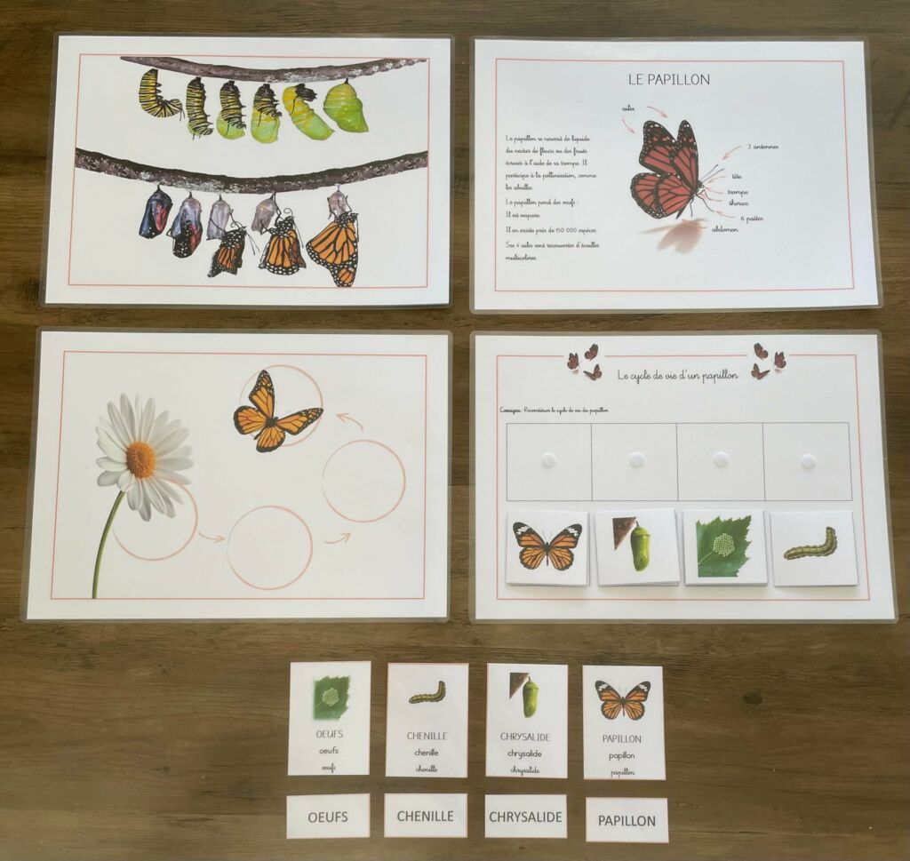 Figurines cycle de vie de l’escargot – Apprendre Simplement