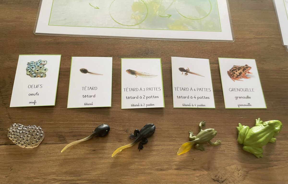 Cycle de vie de la grenouille – Apprendre Simplement
