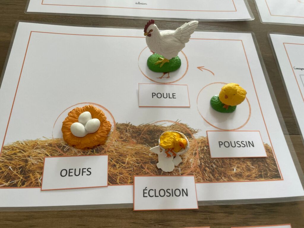 Cycle de vie de la poule – Apprendre Simplement