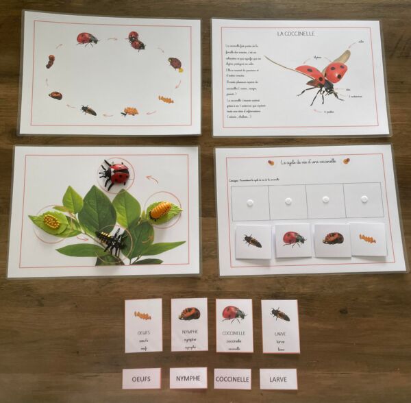 Cycle de vie de la coccinelle – Apprendre Simplement