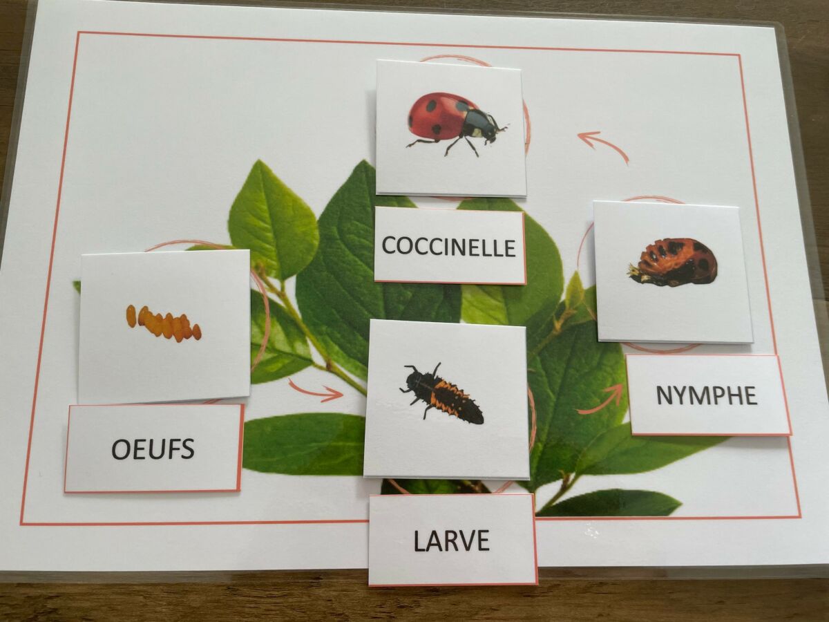 Cycle de vie de la coccinelle – Apprendre Simplement