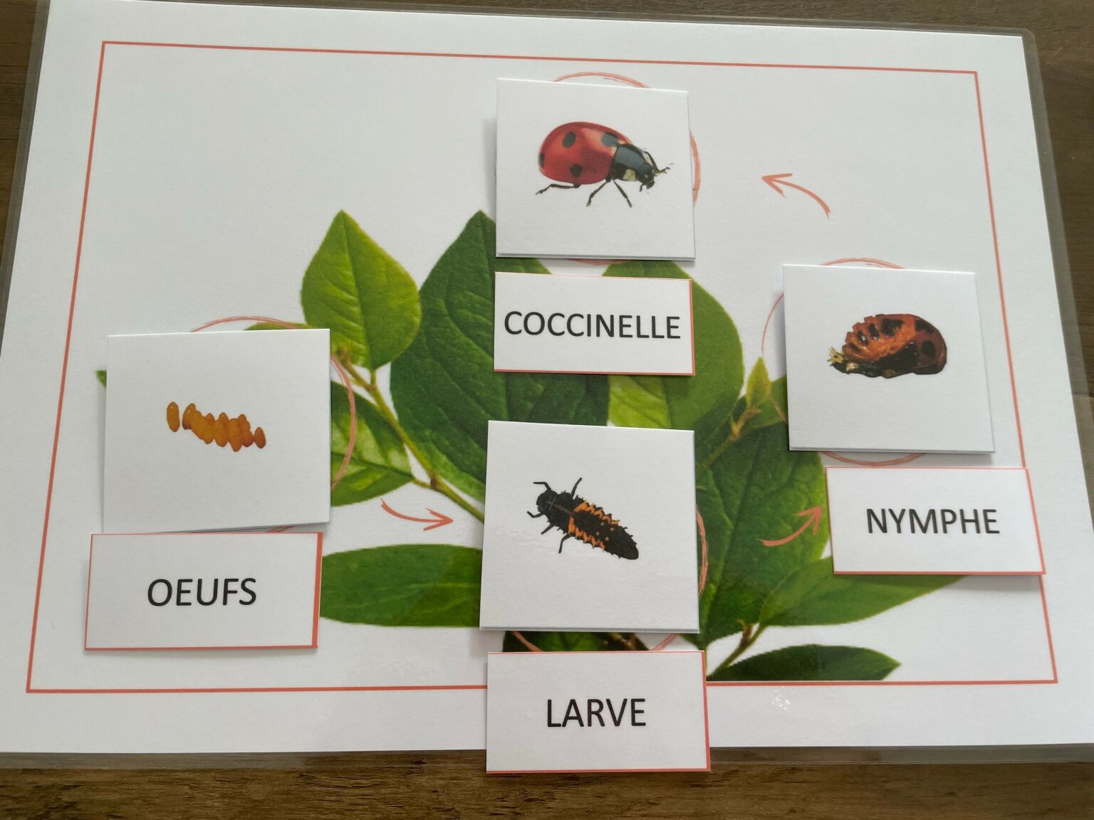 Cycle de vie de la coccinelle – Apprendre Simplement
