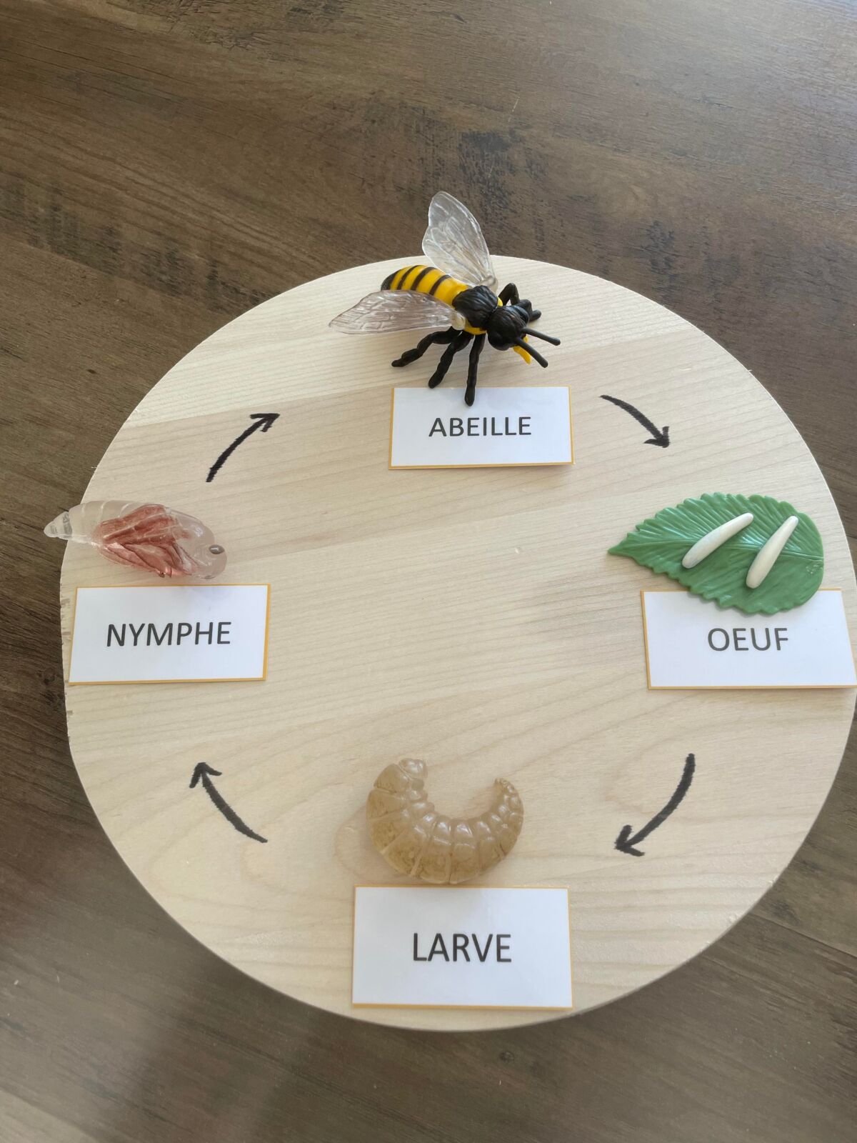 Figurines cycle de vie abeille – Apprendre Simplement