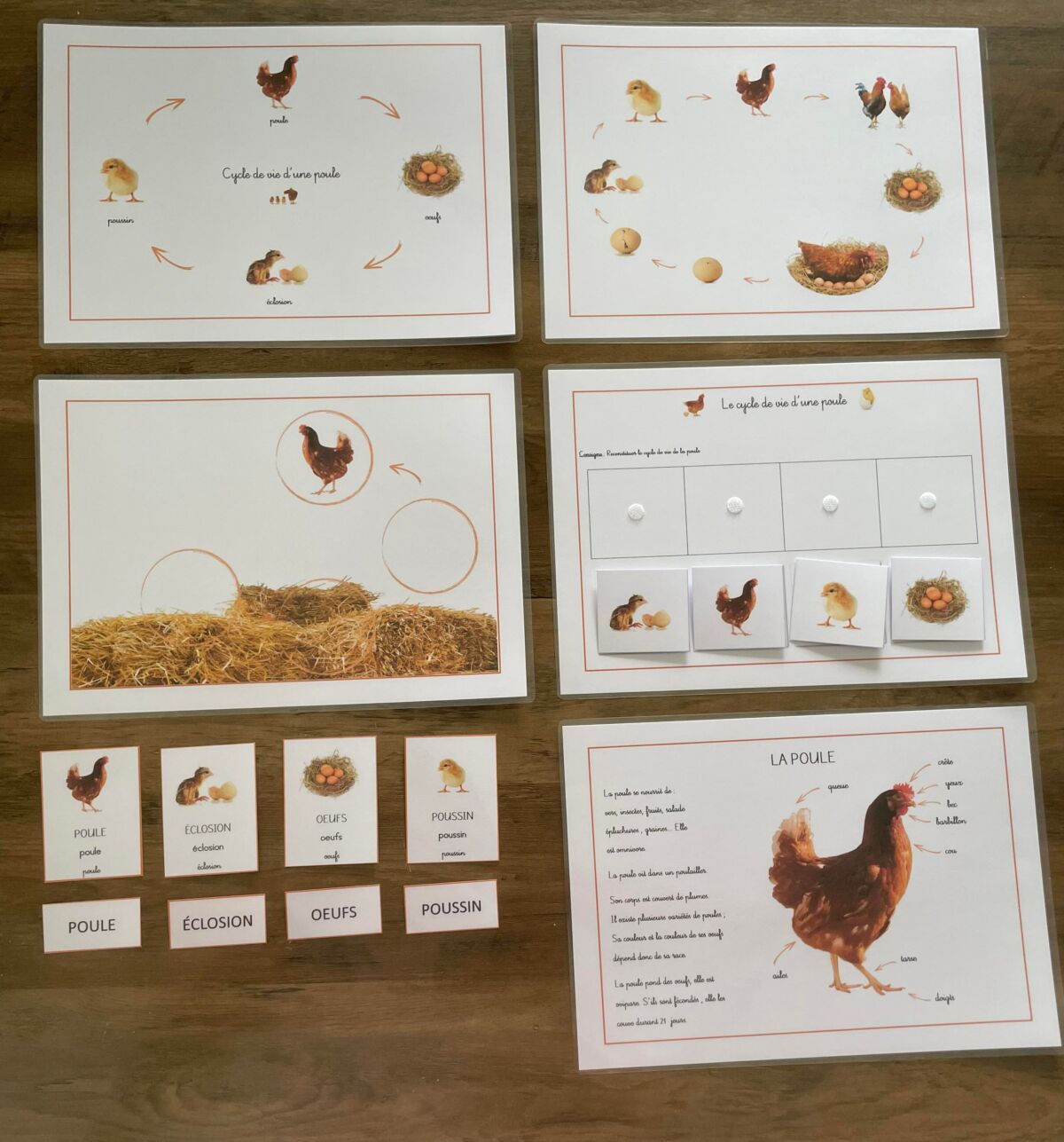Cycle de vie de la poule – Apprendre Simplement