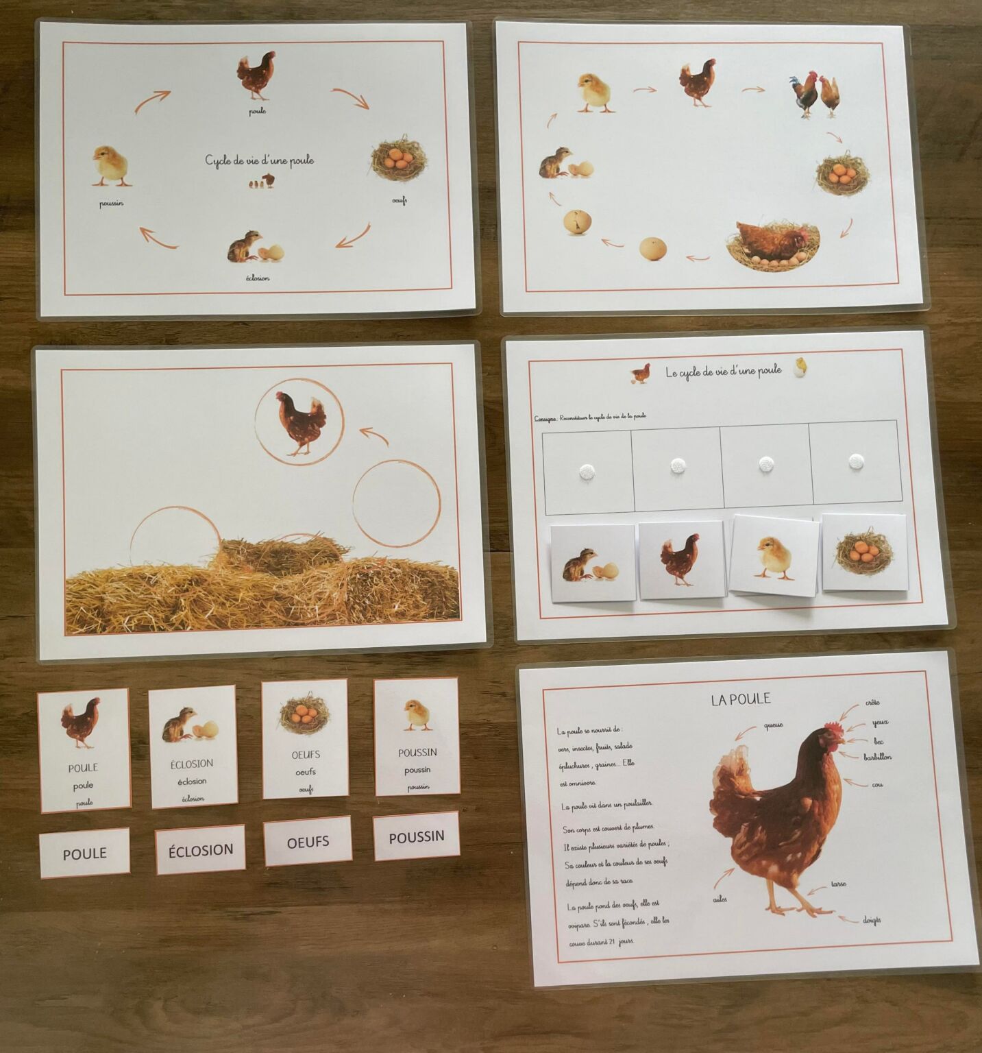 Cycle de vie de la poule – Apprendre Simplement