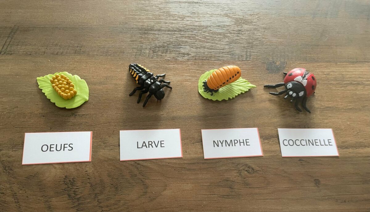 Figurines cycle de vie de la coccinelle – Apprendre Simplement