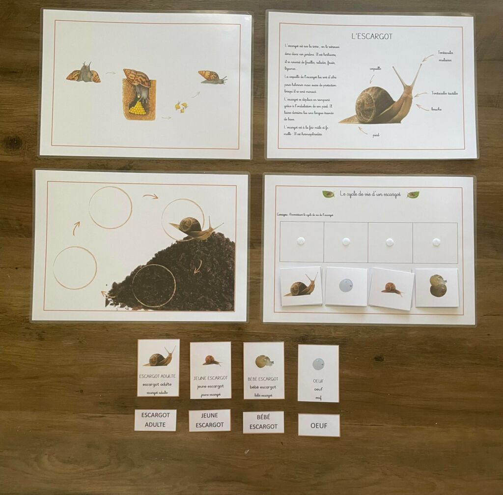 Figurines cycle de vie de l’escargot – Apprendre Simplement