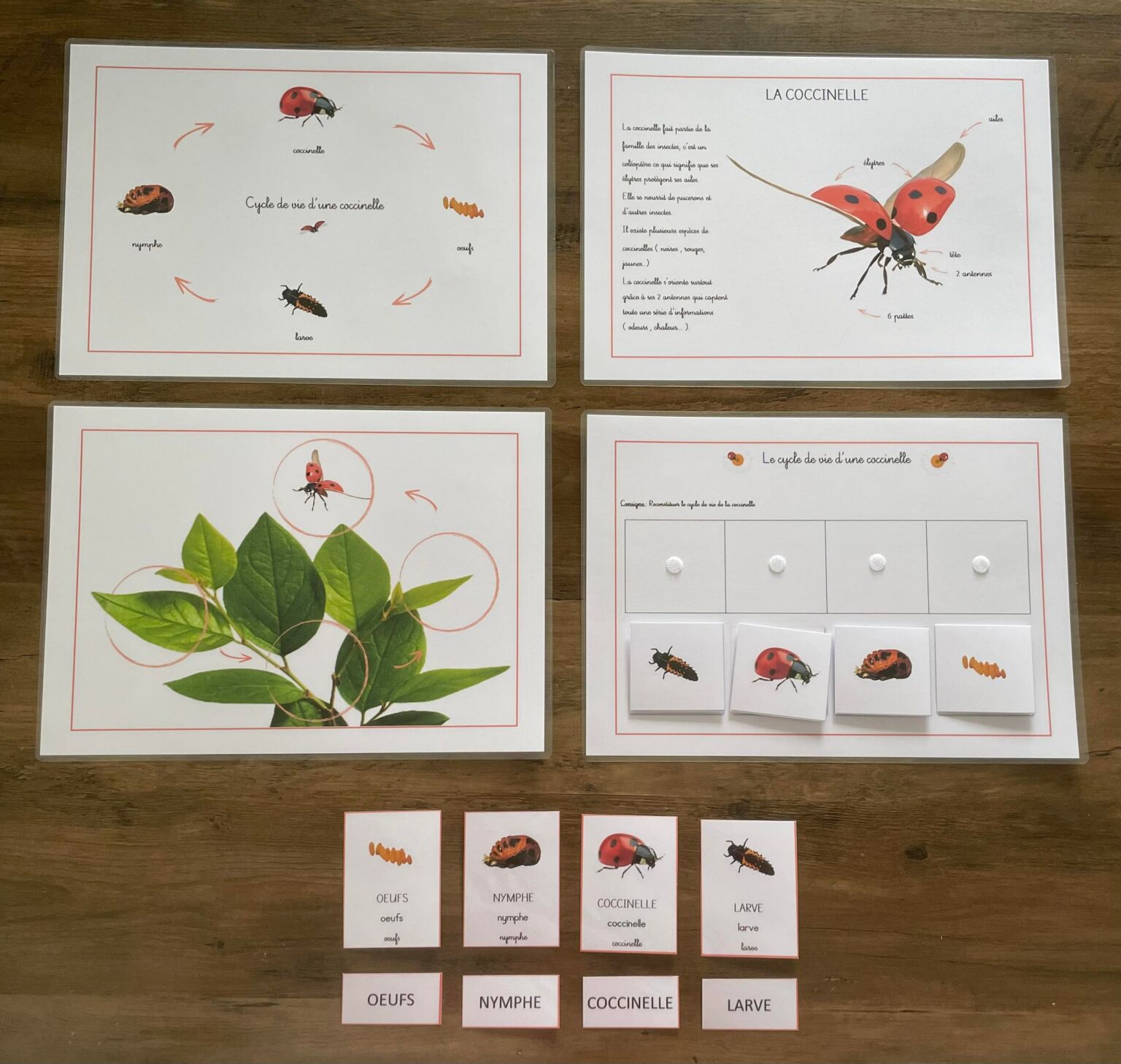 Cycle de vie de la coccinelle – Apprendre Simplement