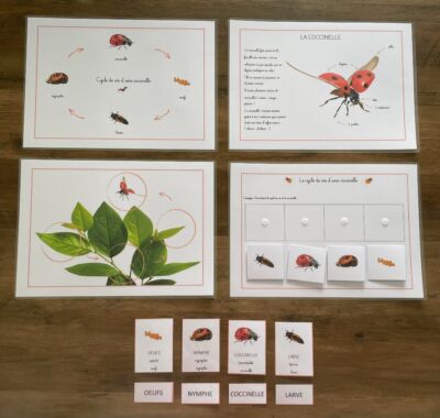 Cycle de vie de la coccinelle – Apprendre Simplement