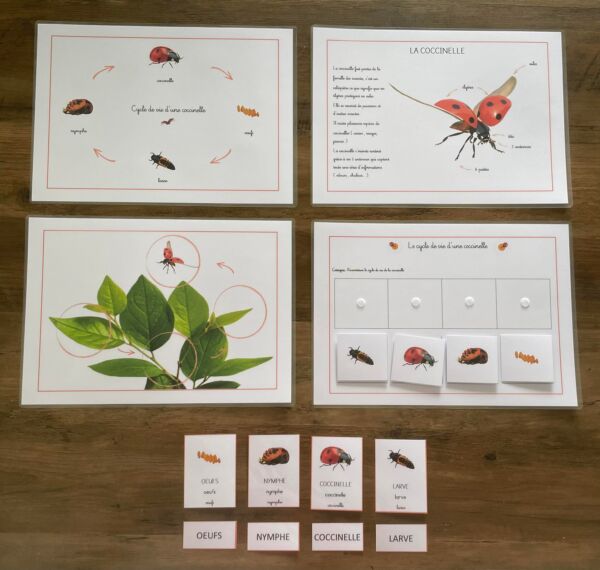 Cycle de vie de la coccinelle – Apprendre Simplement