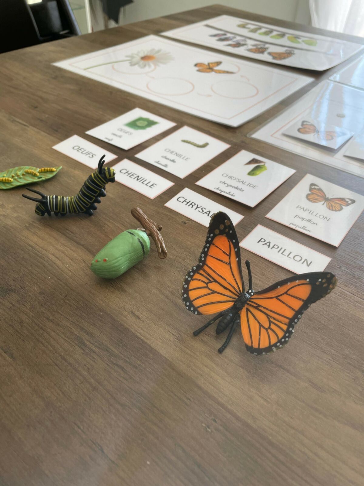 Cycle de vie du papillon – Apprendre Simplement