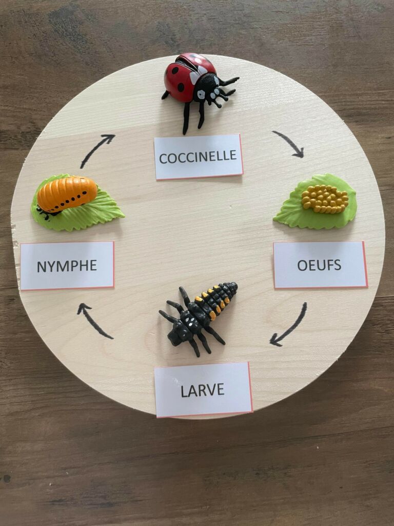 Cycle de vie de la coccinelle – Apprendre Simplement