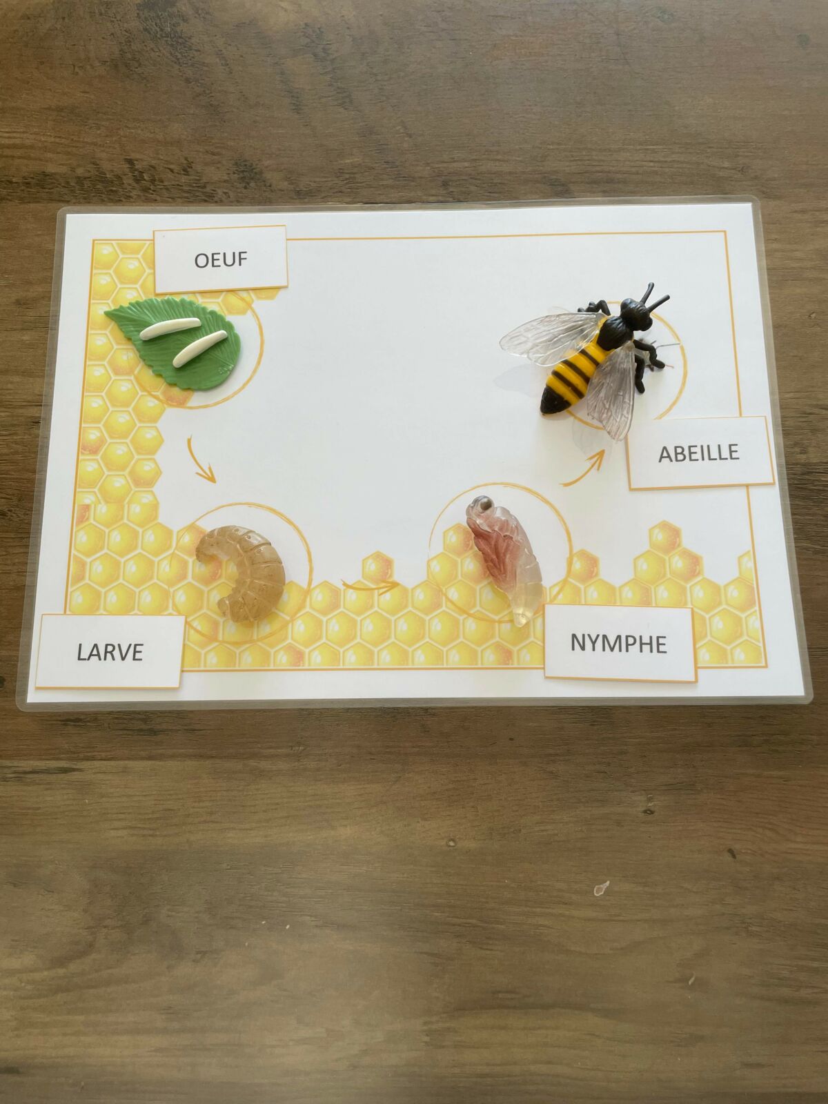 Cycle de vie de l’abeille – Apprendre Simplement