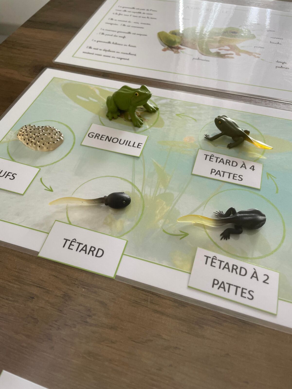 Cycle de vie de la grenouille – Apprendre Simplement