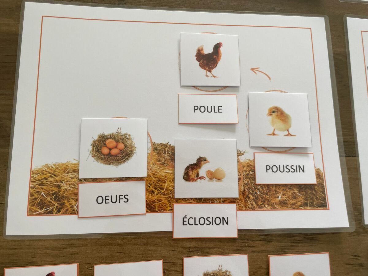 Cycle de vie de la poule – Apprendre Simplement