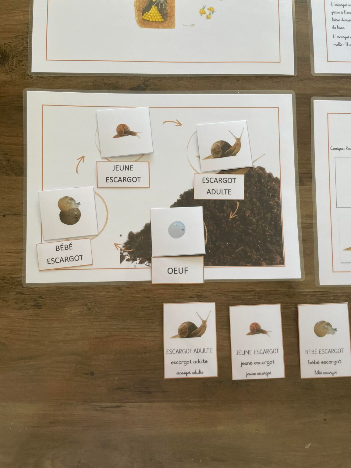 Cycle de vie de l’escargot – Apprendre Simplement