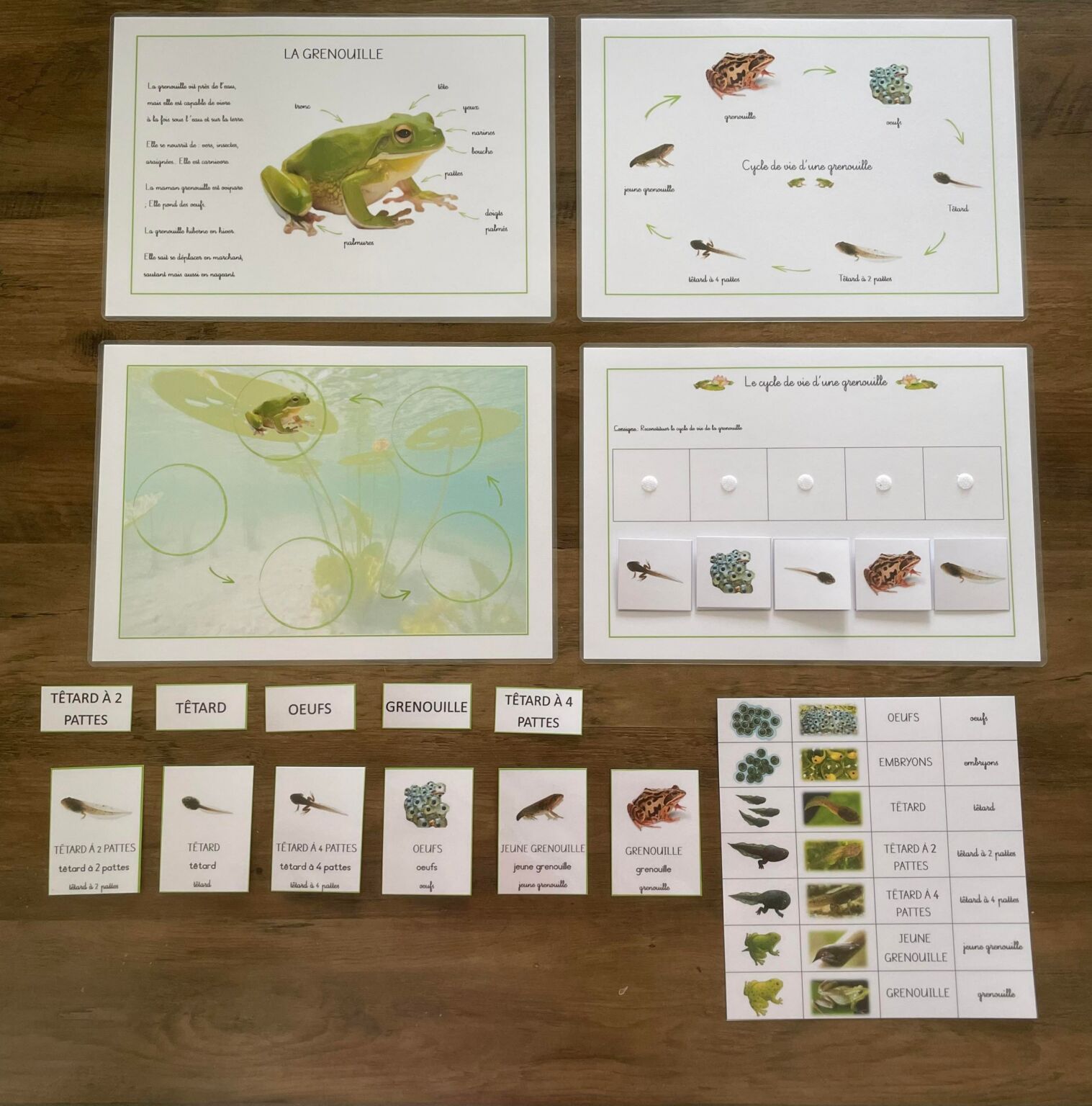 Cycle de vie de la grenouille – Apprendre Simplement