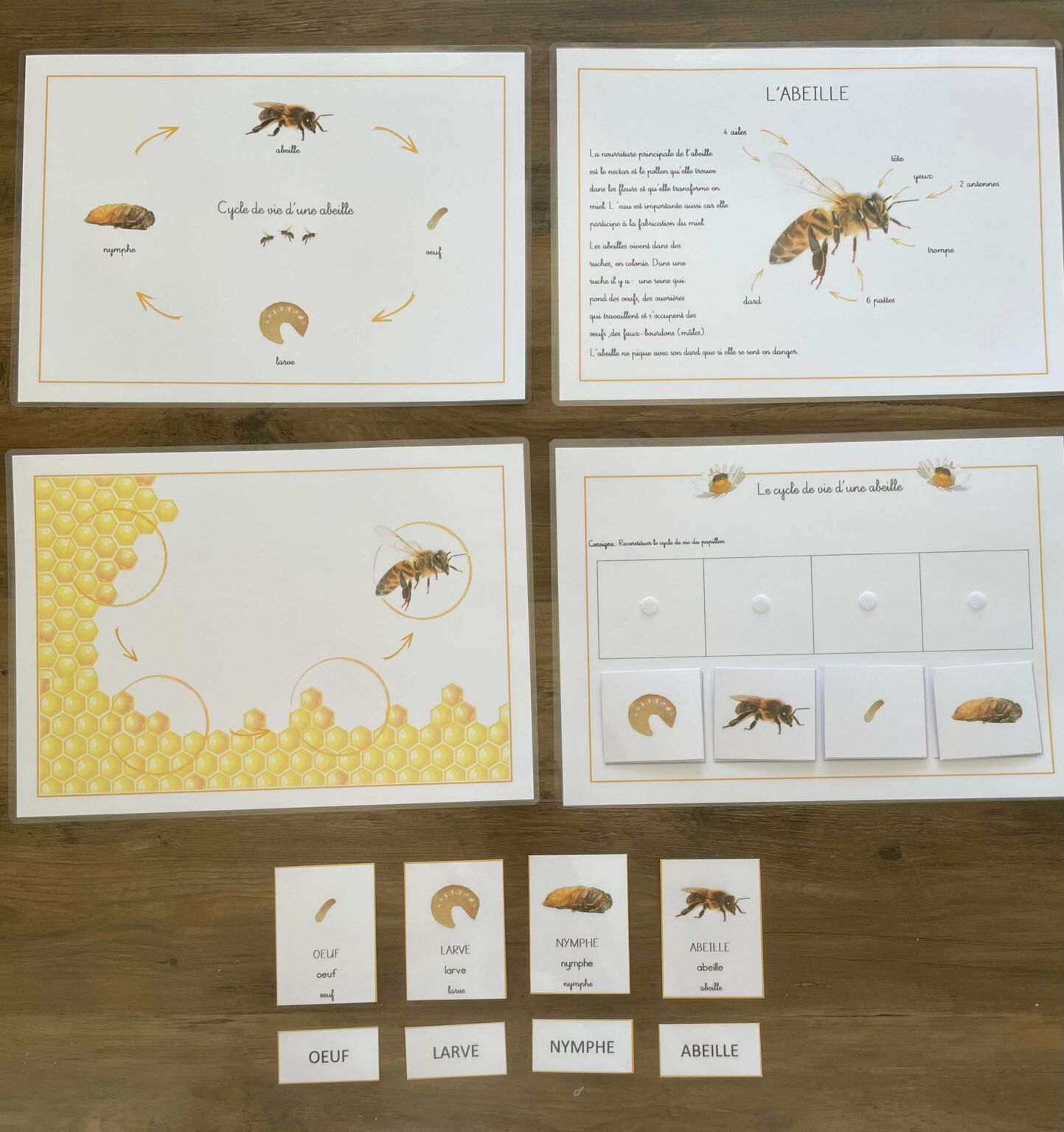 Cycle de vie de l’abeille – Apprendre Simplement
