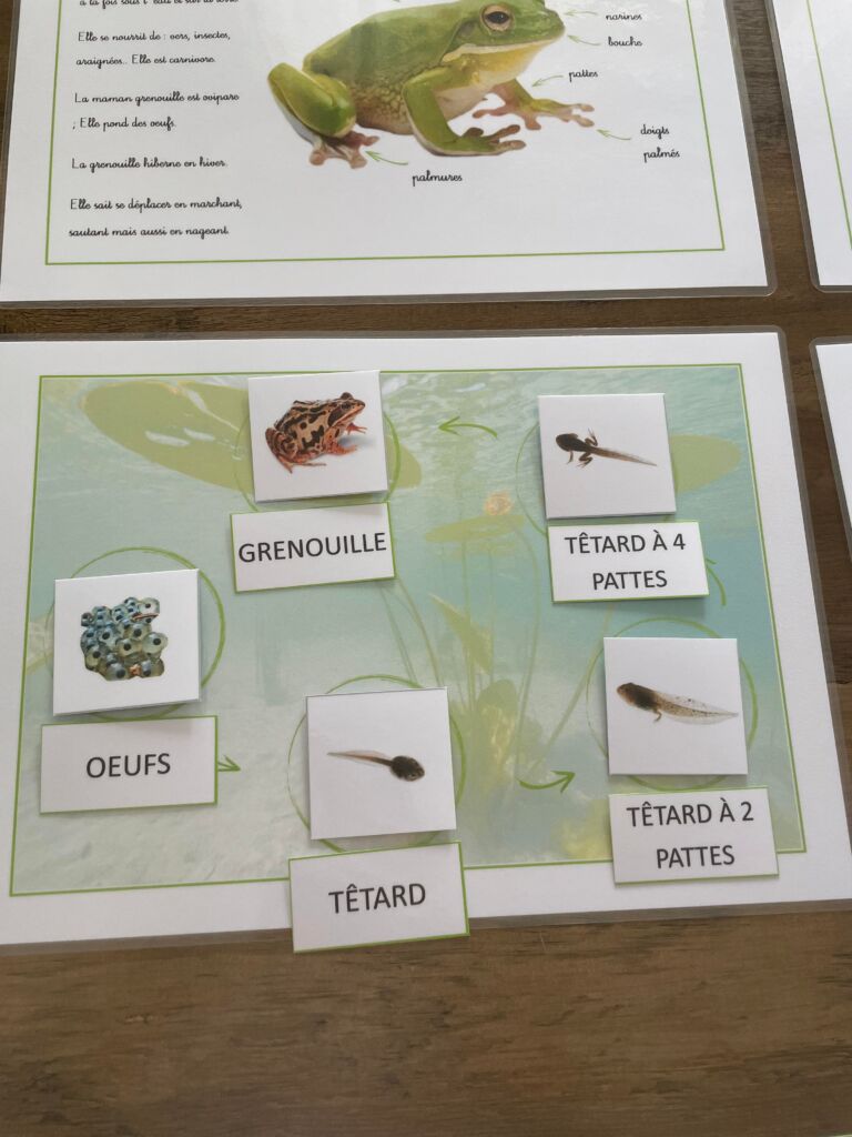 Cycle de vie de la grenouille – Apprendre Simplement