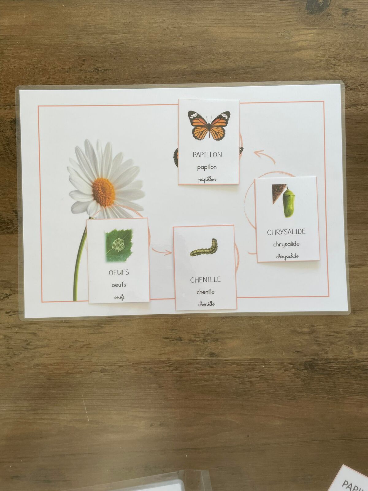 Cycle de vie du papillon – Apprendre Simplement