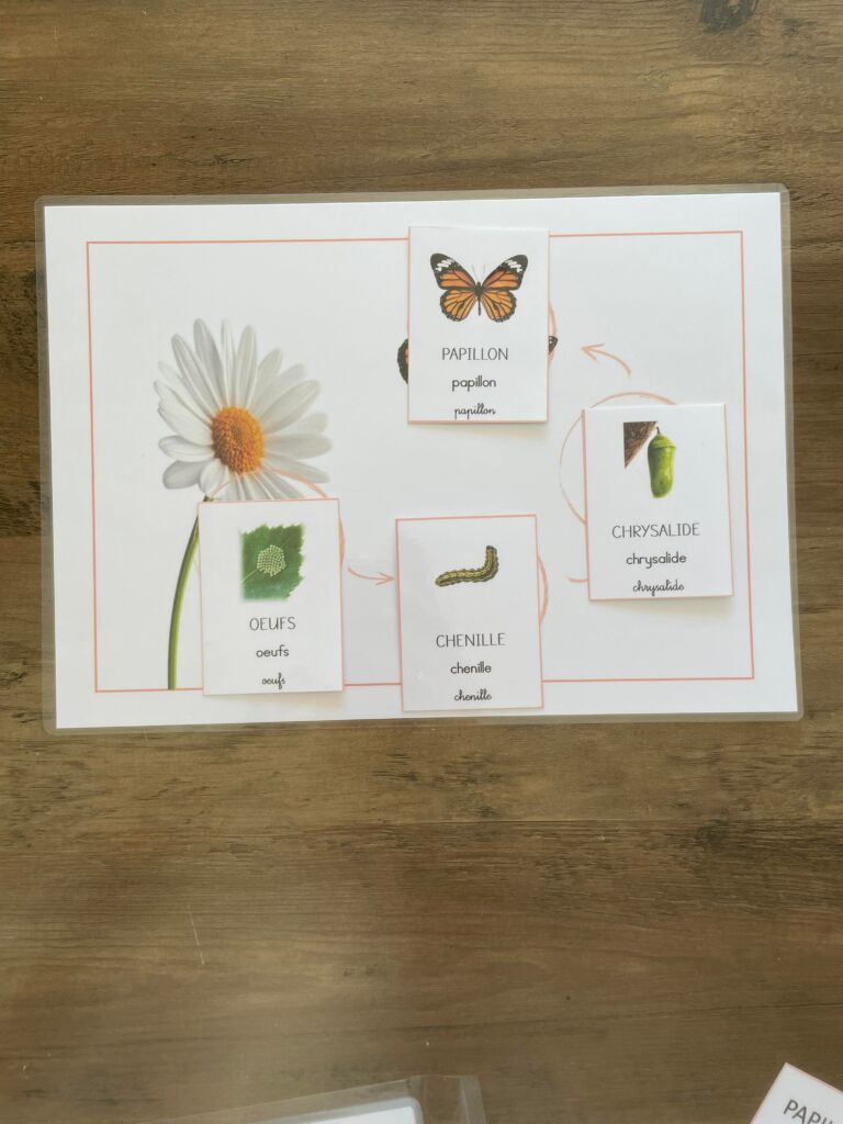 Cycle de vie du papillon – Apprendre Simplement