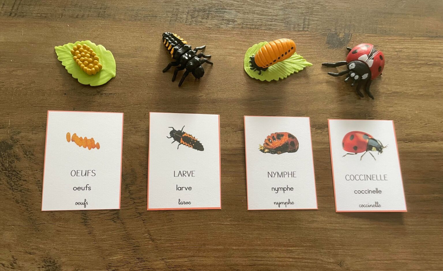 Cycle de vie de la coccinelle – Apprendre Simplement