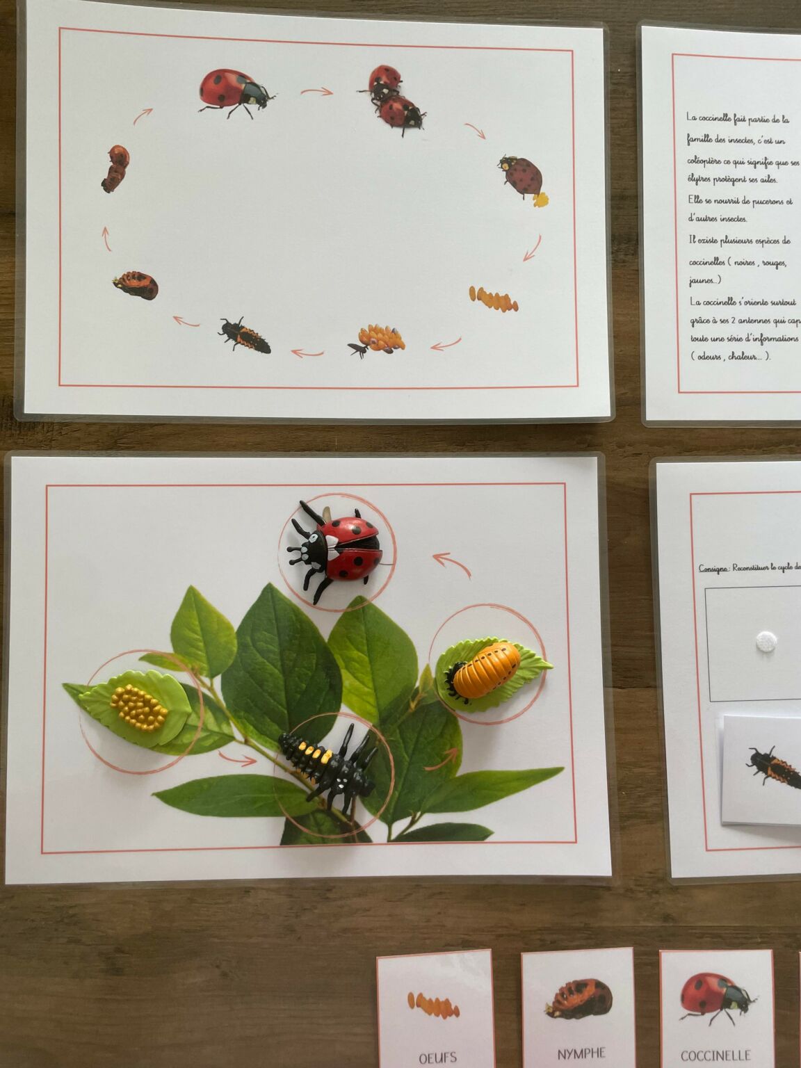 Cycle de vie de la coccinelle – Apprendre Simplement