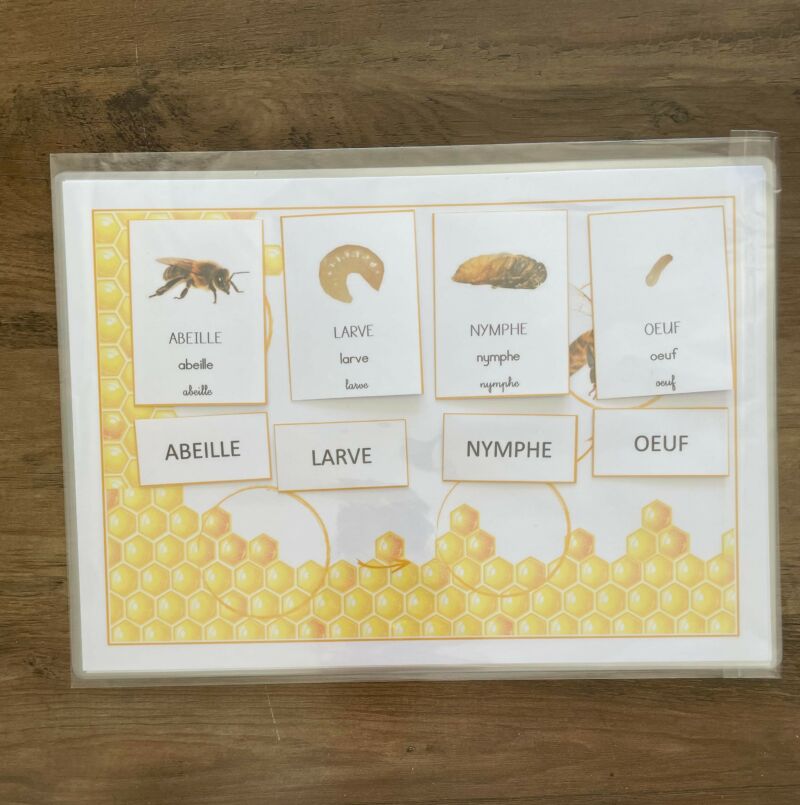 Cycle de vie de l’abeille – Apprendre Simplement