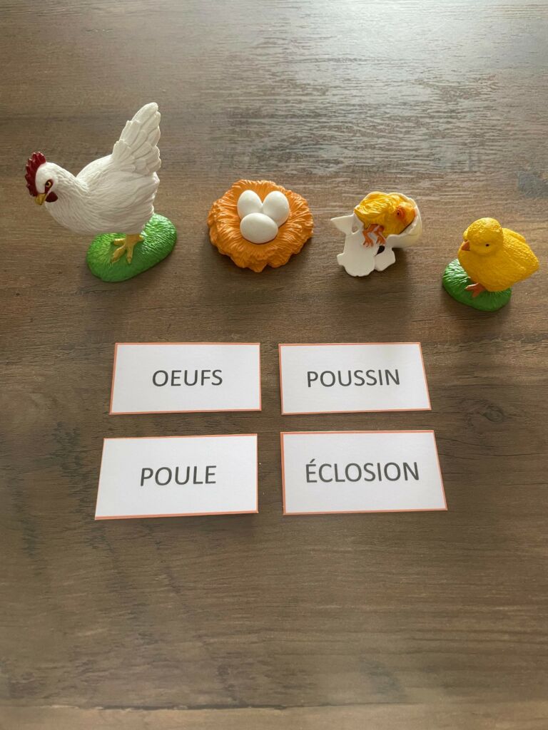 Figurines cycle de vie de la poule – Apprendre Simplement