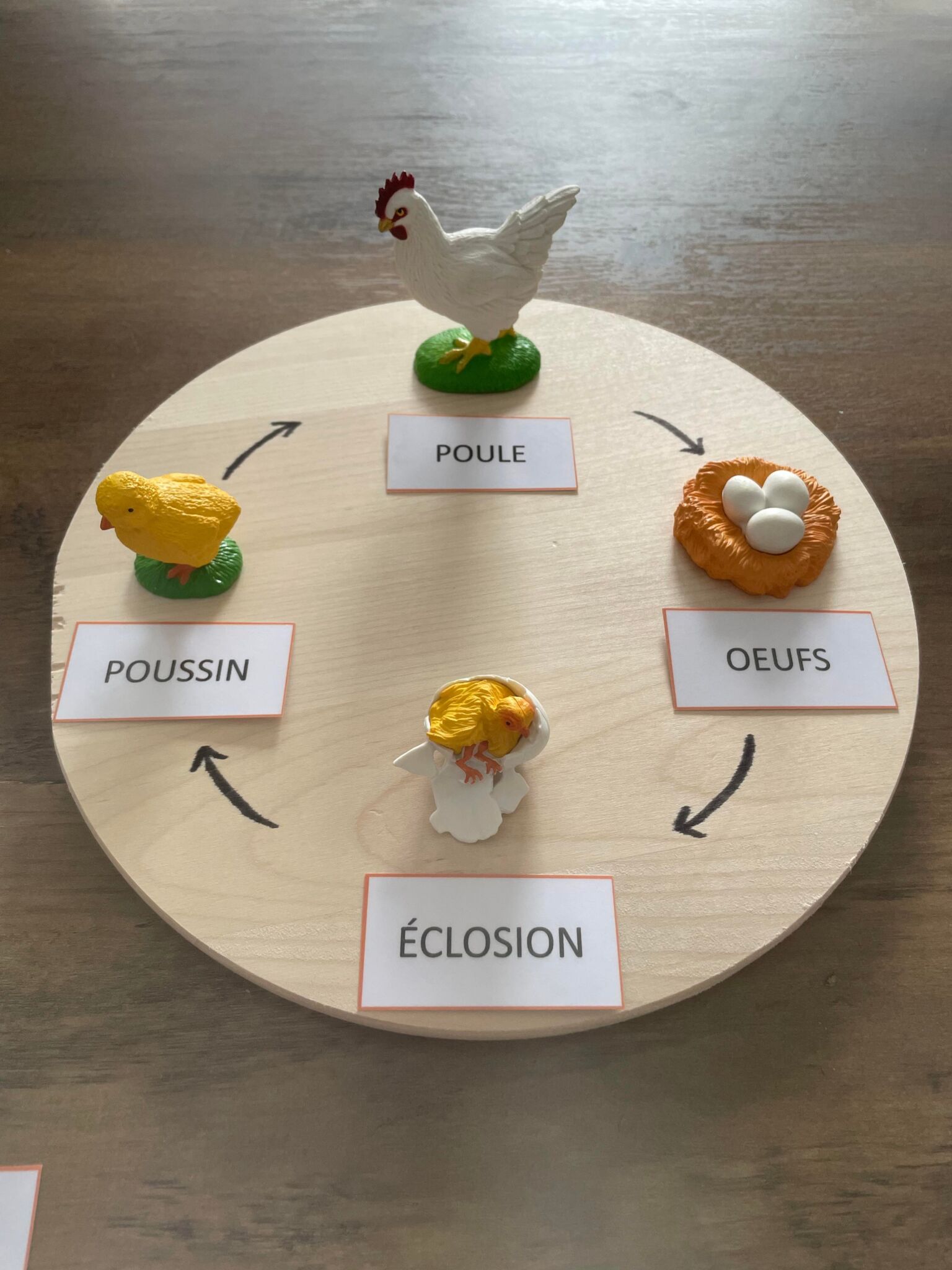 Figurines cycle de vie de la poule – Apprendre Simplement