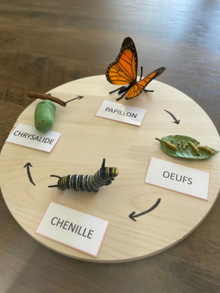 Cycle de vie du papillon – Apprendre Simplement