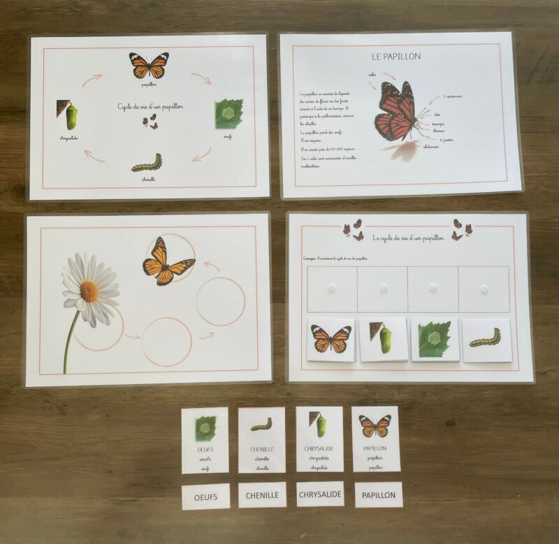 Cycle de vie du papillon – Apprendre Simplement