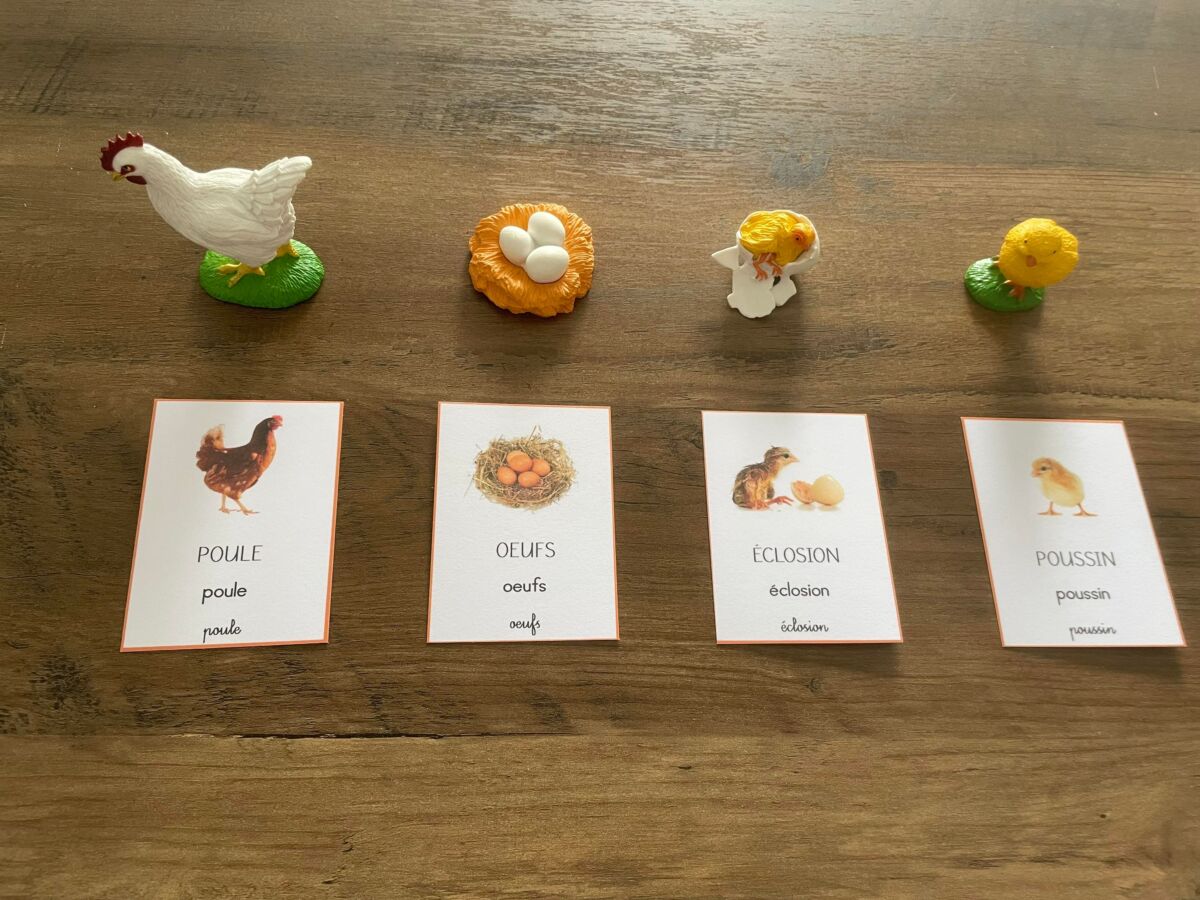 Cycle de vie de la poule – Apprendre Simplement