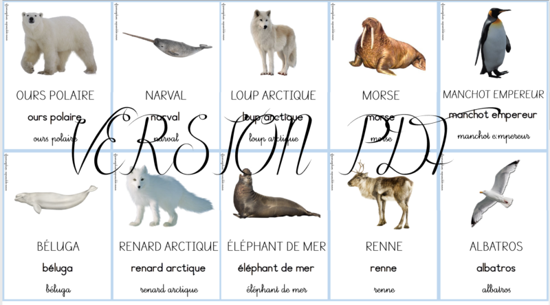Les animaux de la banquise – Apprendre Simplement