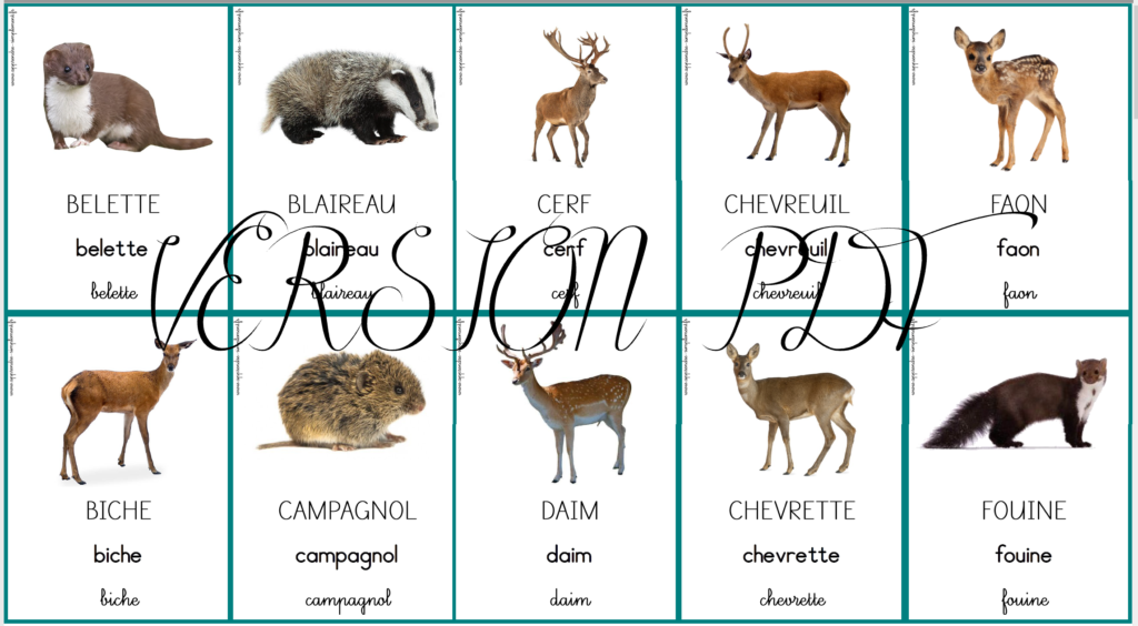 Les animaux de la forêt – Apprendre Simplement