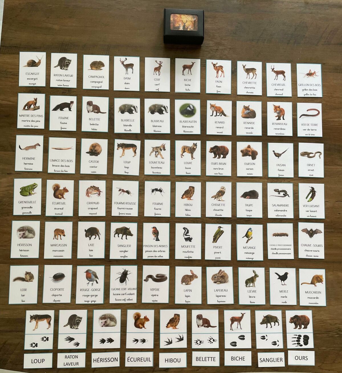 Les animaux de la forêt – Apprendre Simplement