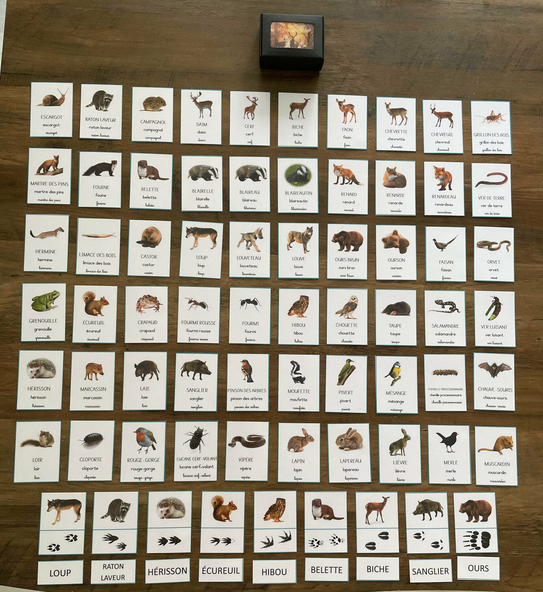 Les animaux de la forêt – Apprendre Simplement