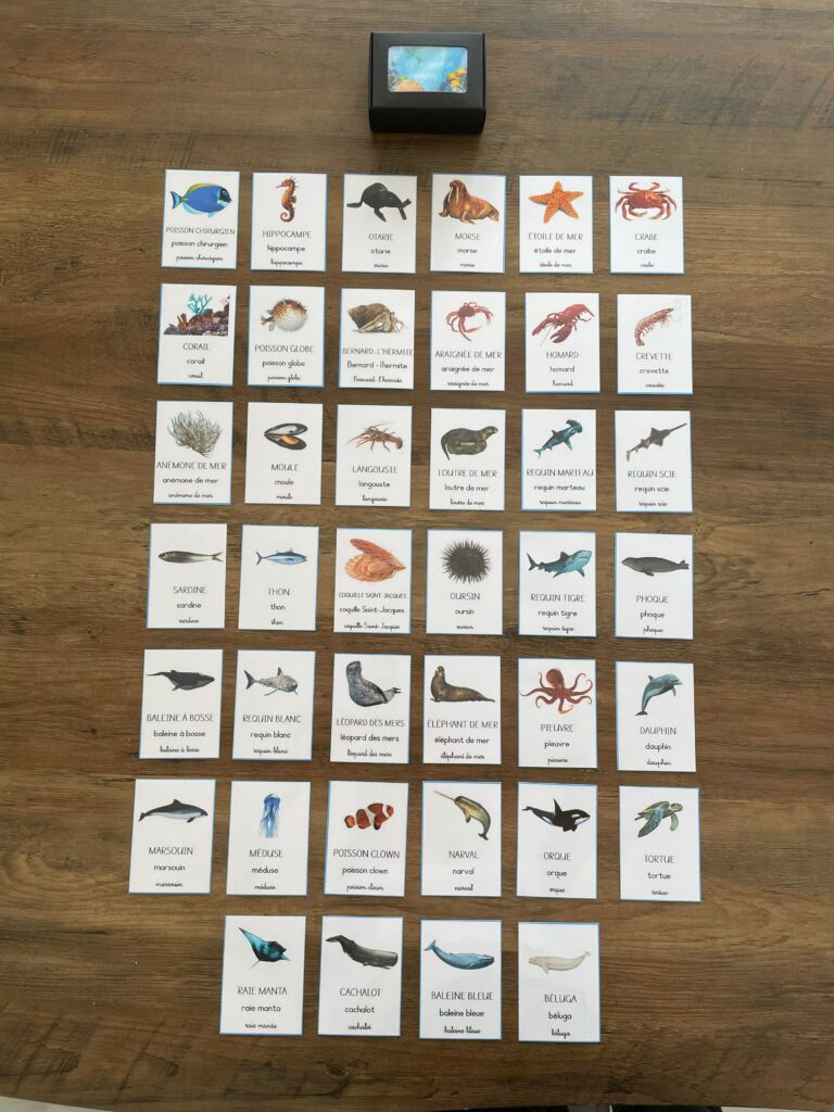 Les animaux marins – Apprendre Simplement