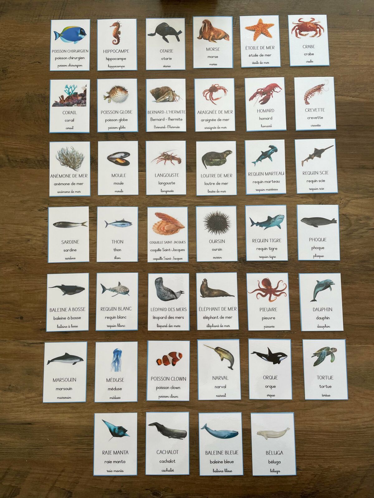 Les animaux marins – Apprendre Simplement