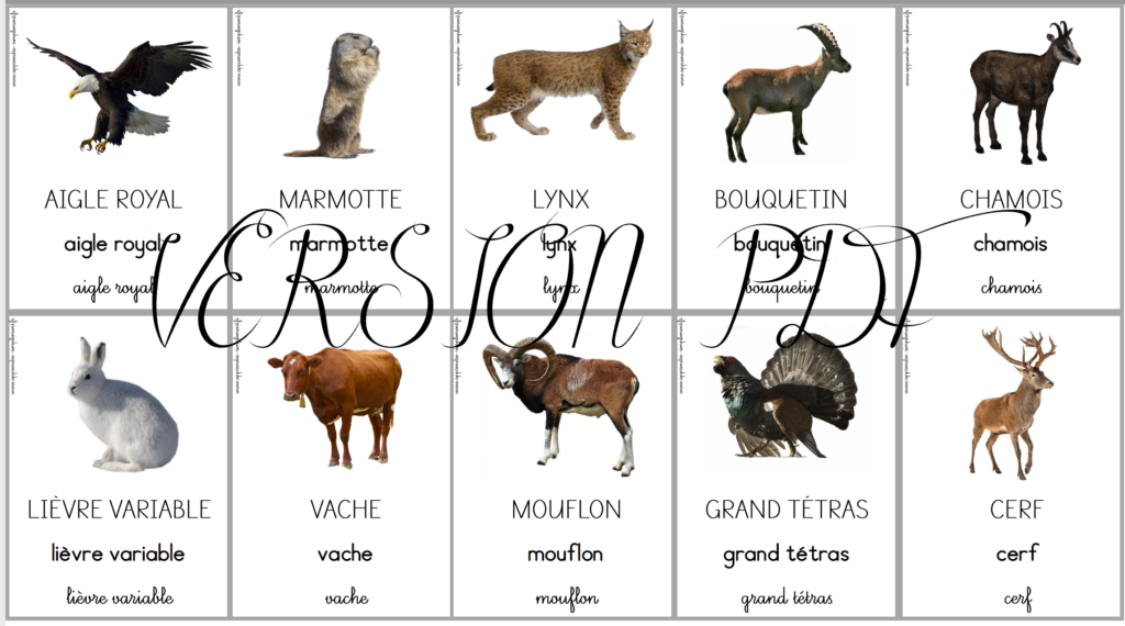 Les animaux de la montagne – Apprendre Simplement