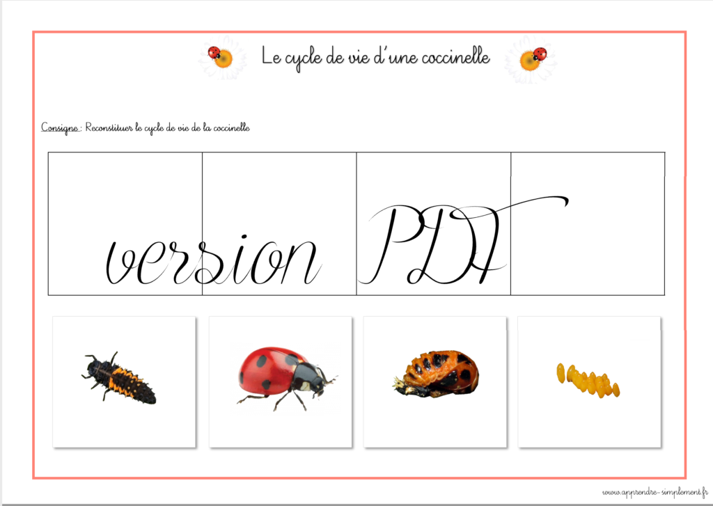 Cycle de vie de la coccinelle – Apprendre Simplement