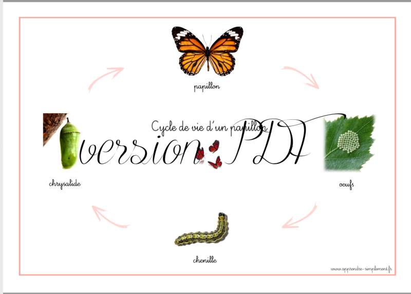 Cycle de vie du papillon – Apprendre Simplement