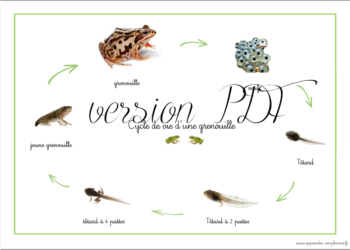 Cycle de vie de la grenouille – Apprendre Simplement