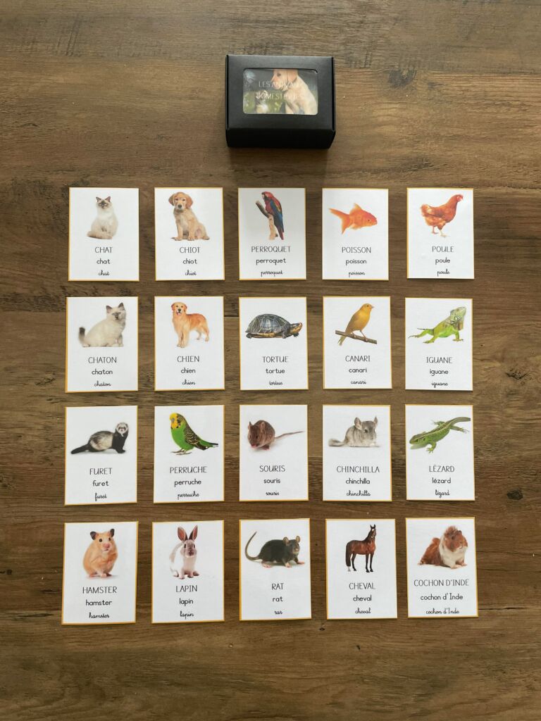 Cartes de nomenclature “Le corps humain” – Apprendre Simplement