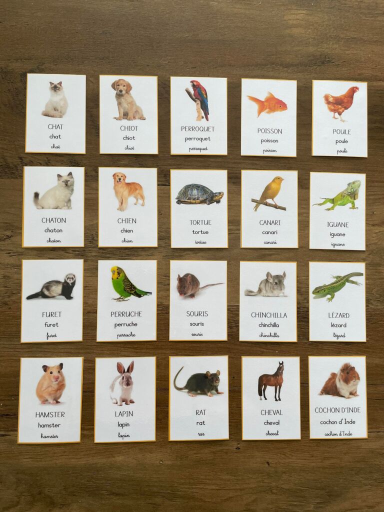 Les animaux de compagnie – Apprendre Simplement