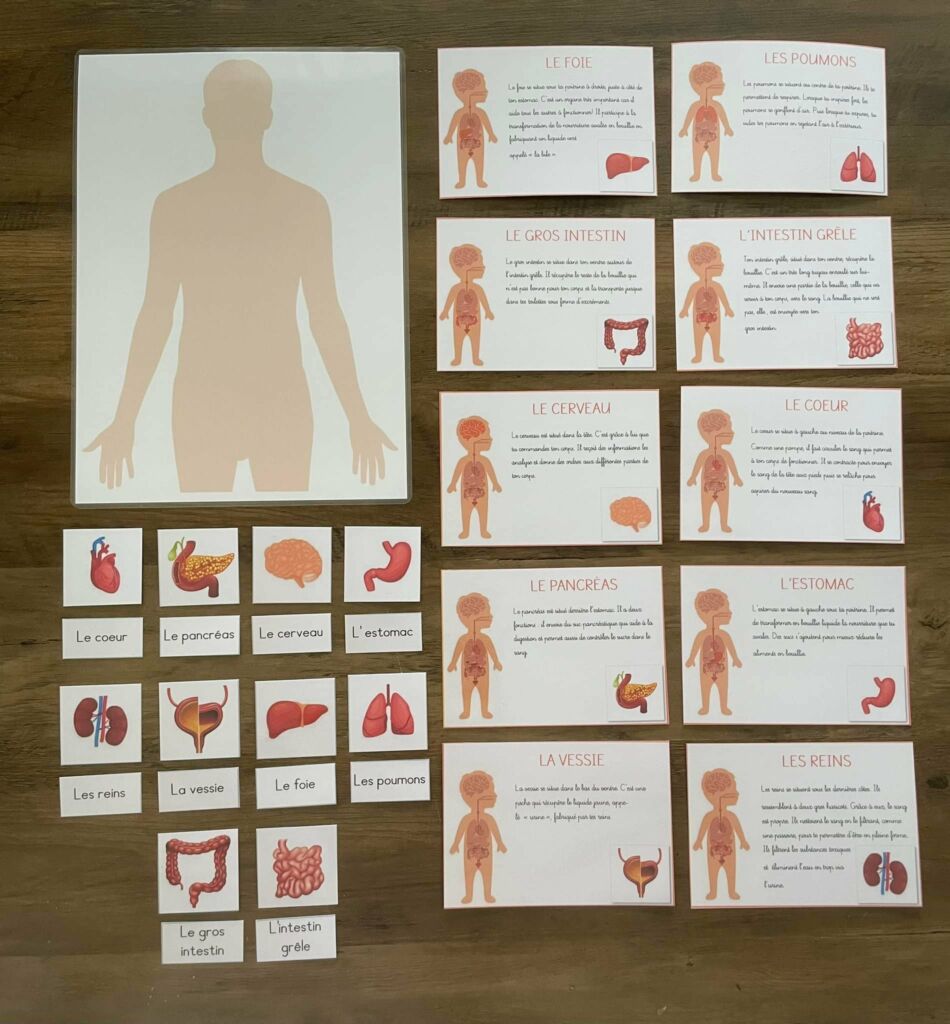 Le corps humain – Apprendre Simplement